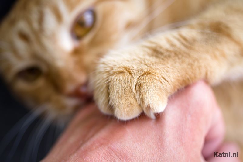 Waarom Bijt Mijn Kat? (en 5 Oplossingen) - Kat.nl