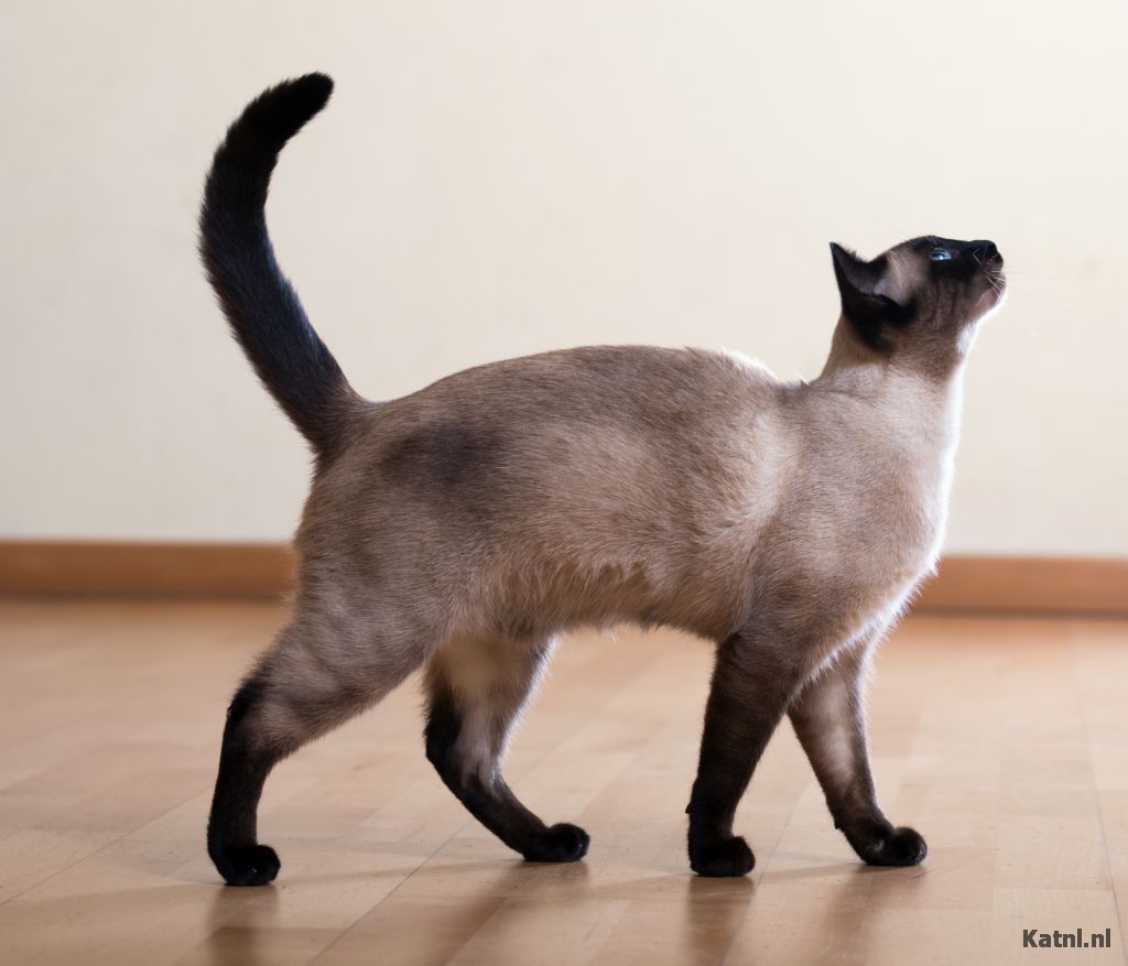 Siamese Katten: Intelligent, Eigenzinnig En Nieuwsgierig - Kat.nl