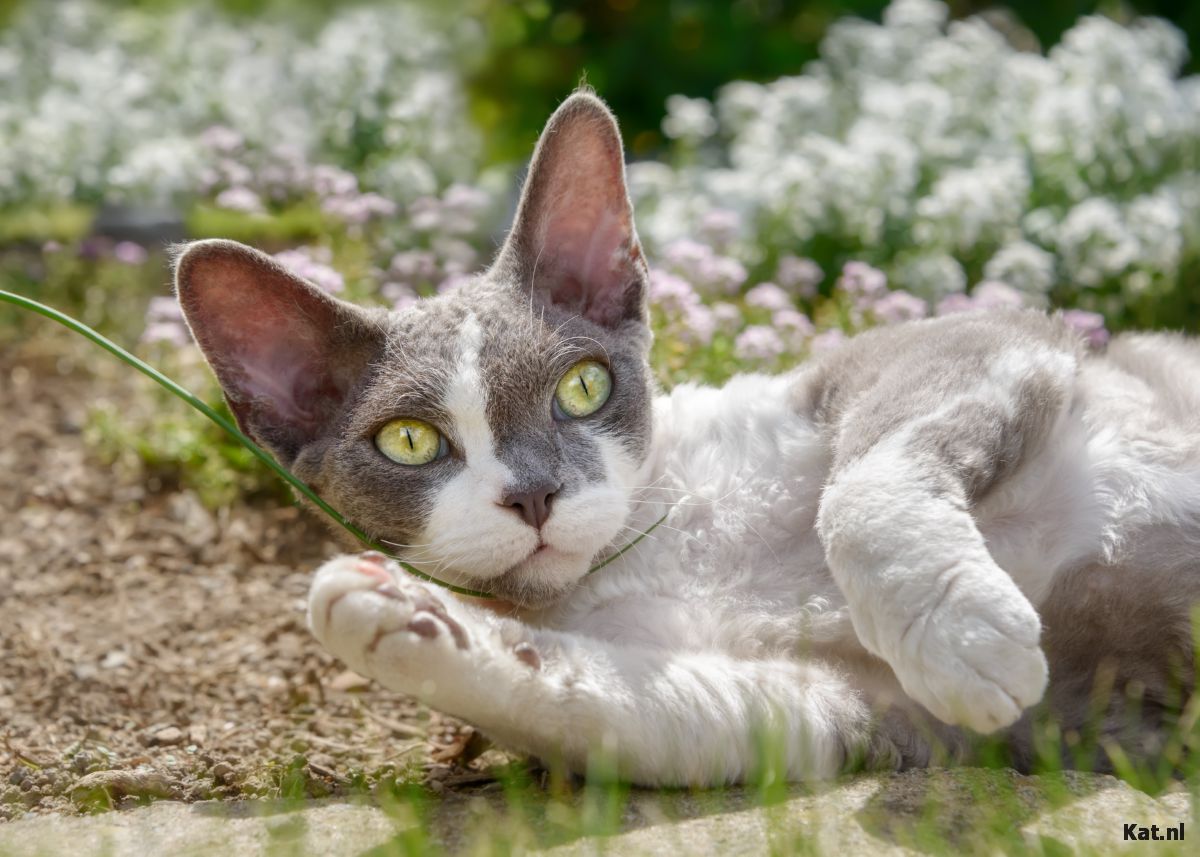 De Devon Rex: De Kat Die Bekend Staat Als Het Natuurwonder - Kat.nl