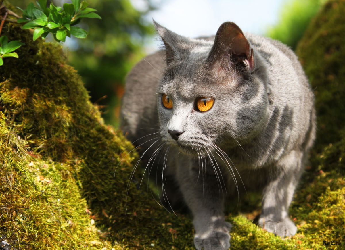De Chartreux, Een Kat Met Vele Namen - Kat.nl
