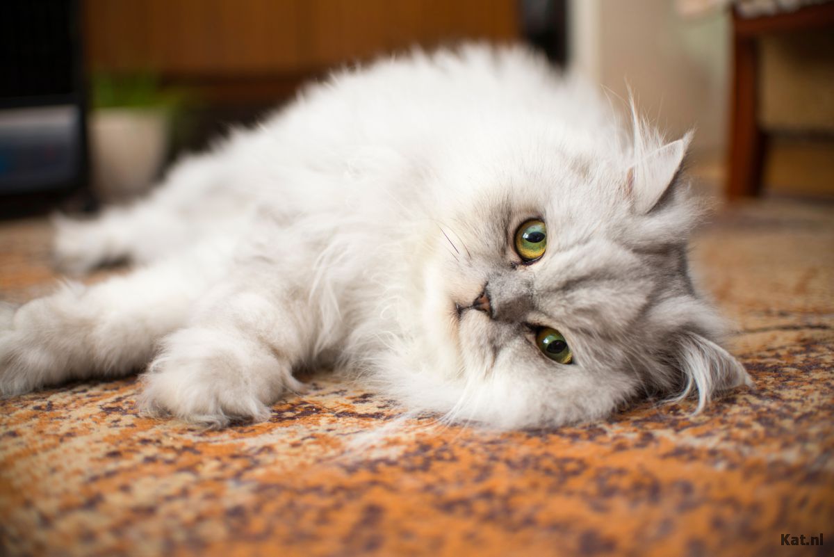 De Pers: Een Bijzondere Kat Met Een Gebruiksaanwijzing - Kat.nl