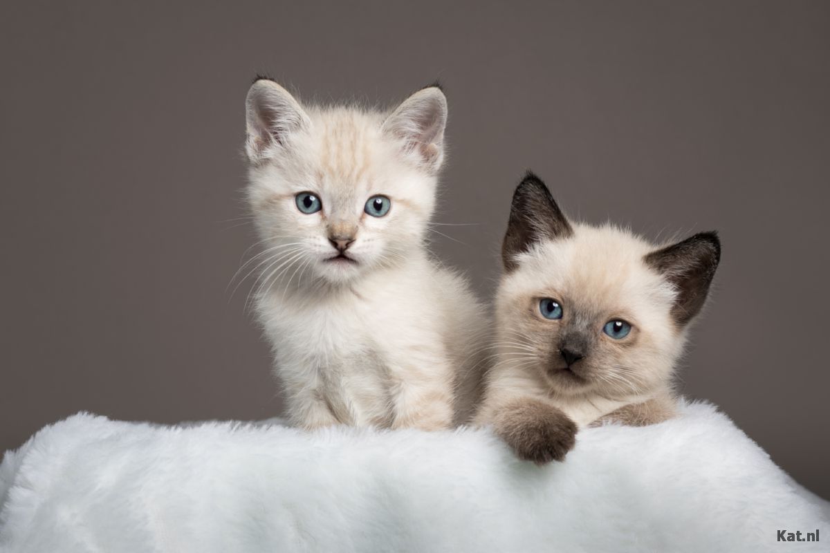 Siamese Katten: Intelligent, Eigenzinnig En Nieuwsgierig - Kat.nl
