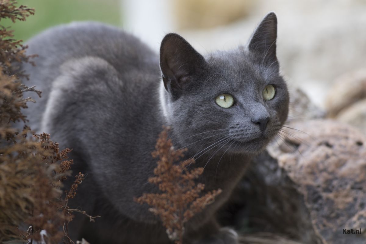 Top 10 Hypoallergene Kattenrassen - Kat.nl