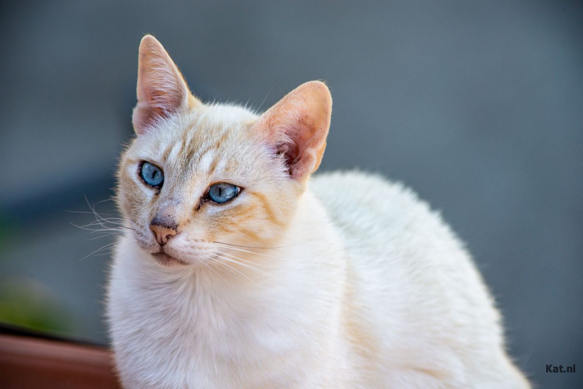 Top 10 Hypoallergene Kattenrassen - Kat.nl