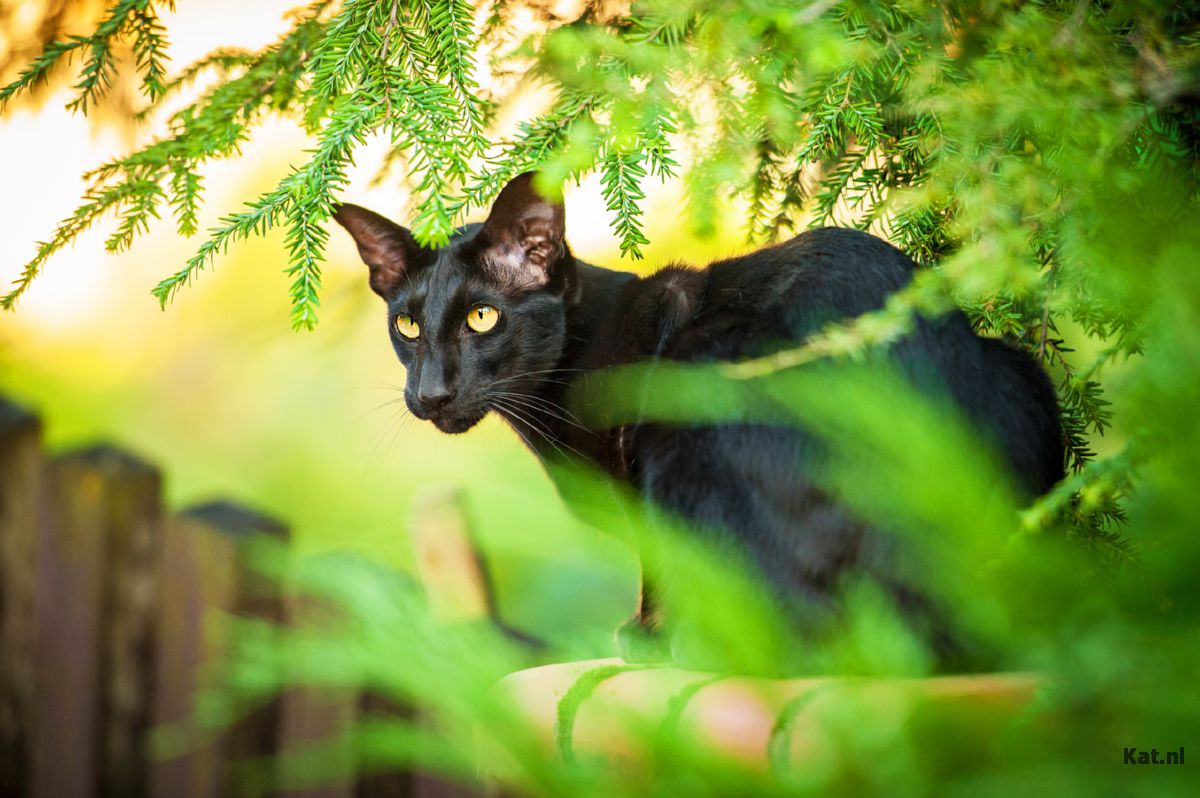 Top 10 Hypoallergene Kattenrassen - Kat.nl