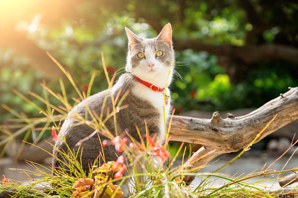 De 8 Leukste Kattenhalsbanden Voor Jouw Kat - Kat.nl