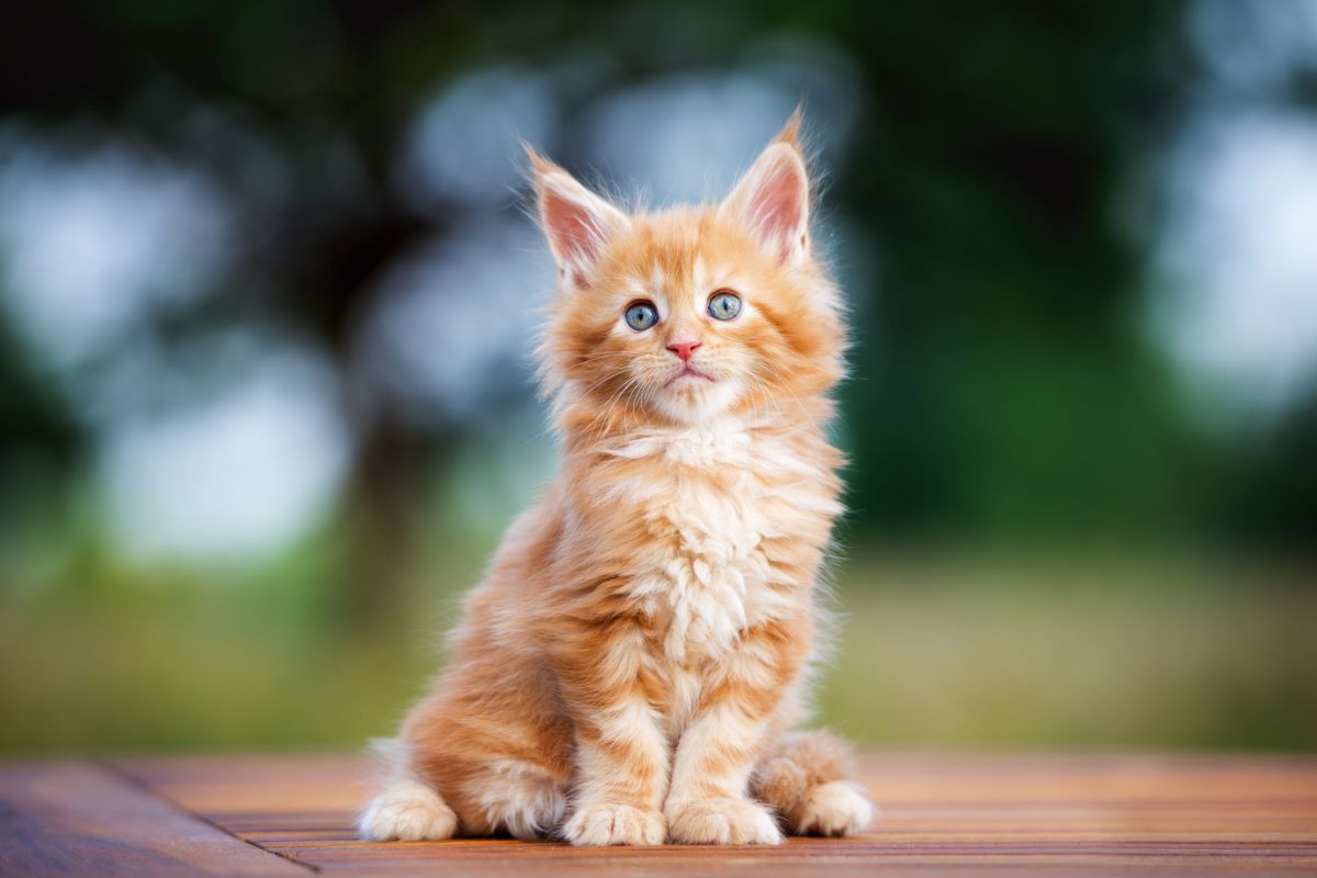 Zijn Maine Coon Katten Hypoallergeen Of Niet? - Kat.nl