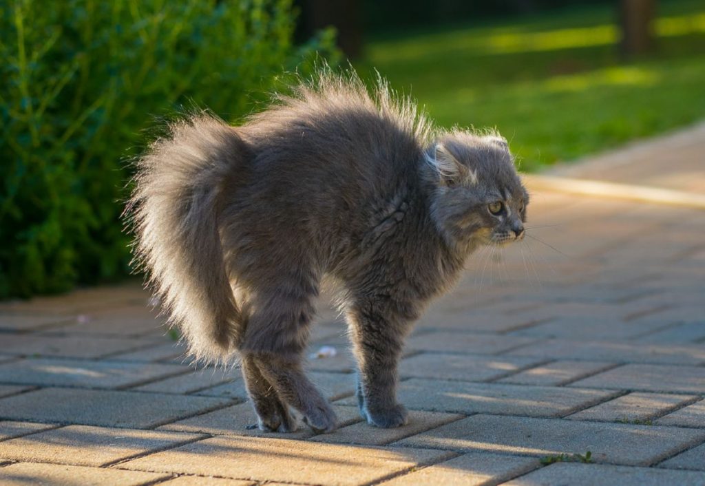 Waarom Miauwt Mijn Kat Veel? 8 Oorzaken En Oplossingen - Kat.nl