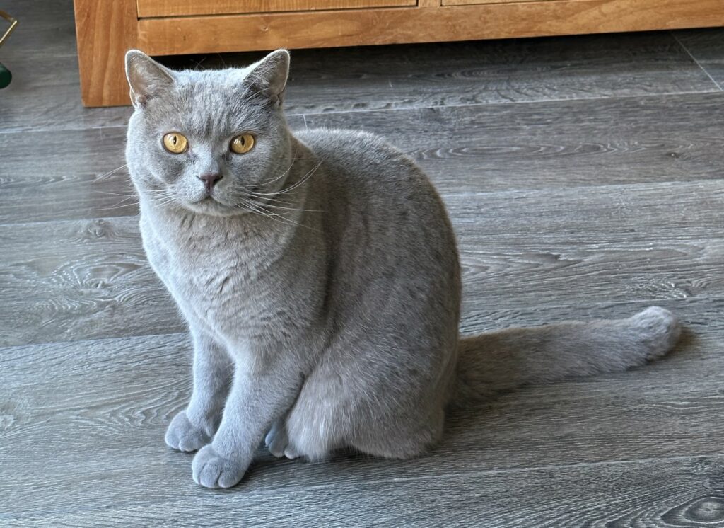 9 Leukste Britse Kattenrassen In 2025 - Kat.nl