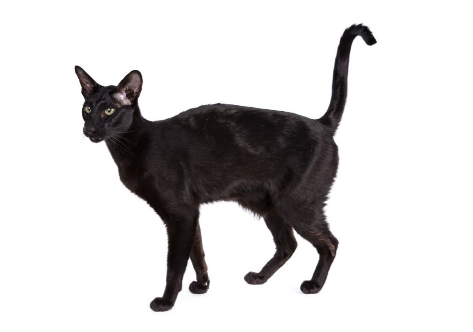 Top 12 Zwart-witte Kattenrassen (inclusief Foto's) - Kat.nl