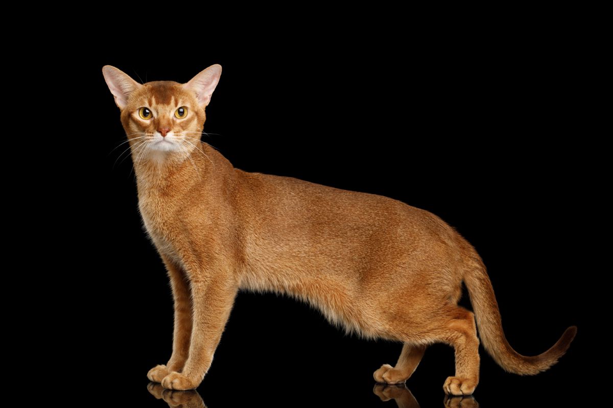 Populairste Kattenrassen In 2024 - Kat.nl
