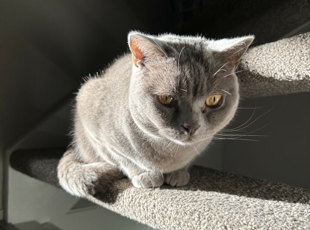 Top 11 Rustige Kattenrassen - Kat.nl