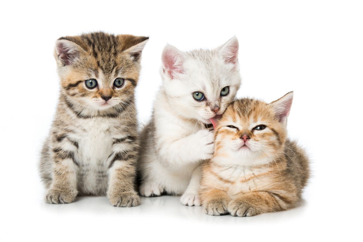 Schattige Kattenrassen Mooie Ras Katten